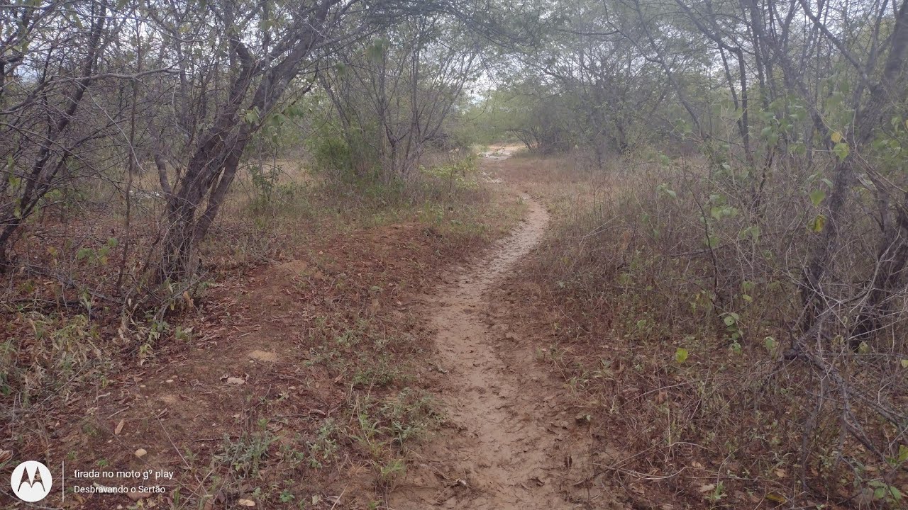 MOSTRANDO A CAATINGA DEPOIS DA CHUVA NO SERTÃO - YouTube