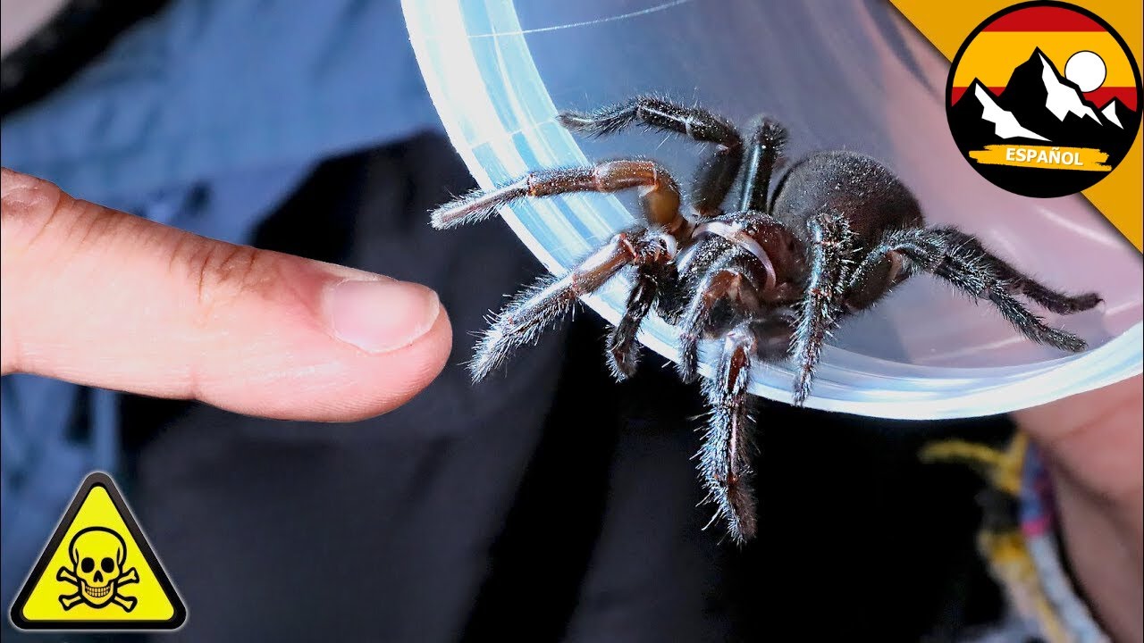 LA PICADURA DE ARAÑA MÁS PELIGROSA | Atrax robustus | Brave Wilderness ...