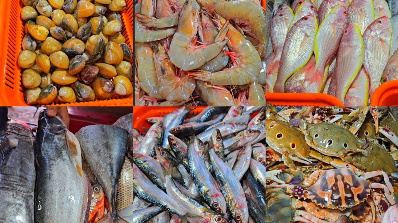 350 Variety fish available!! Sagar fish hoodi Bangalore - YouTube