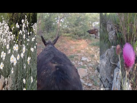 EŞEKLERİ YAYLAYA GÖÇ ETTİRDİK  DÖNÜŞTE YORGUN BİTİK HALDEYİZ
