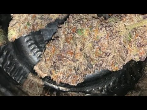 UnderTow cookies strain ep.10 🍪 ZaZa - YouTube