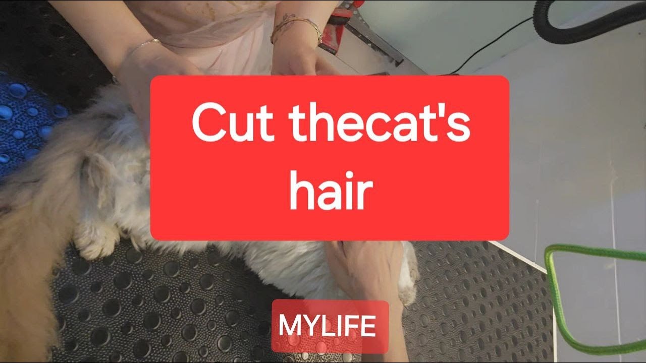 CUT THE CAT'S HAIR/ #cat #love #animmal #cutewhitecat #life #attention ...
