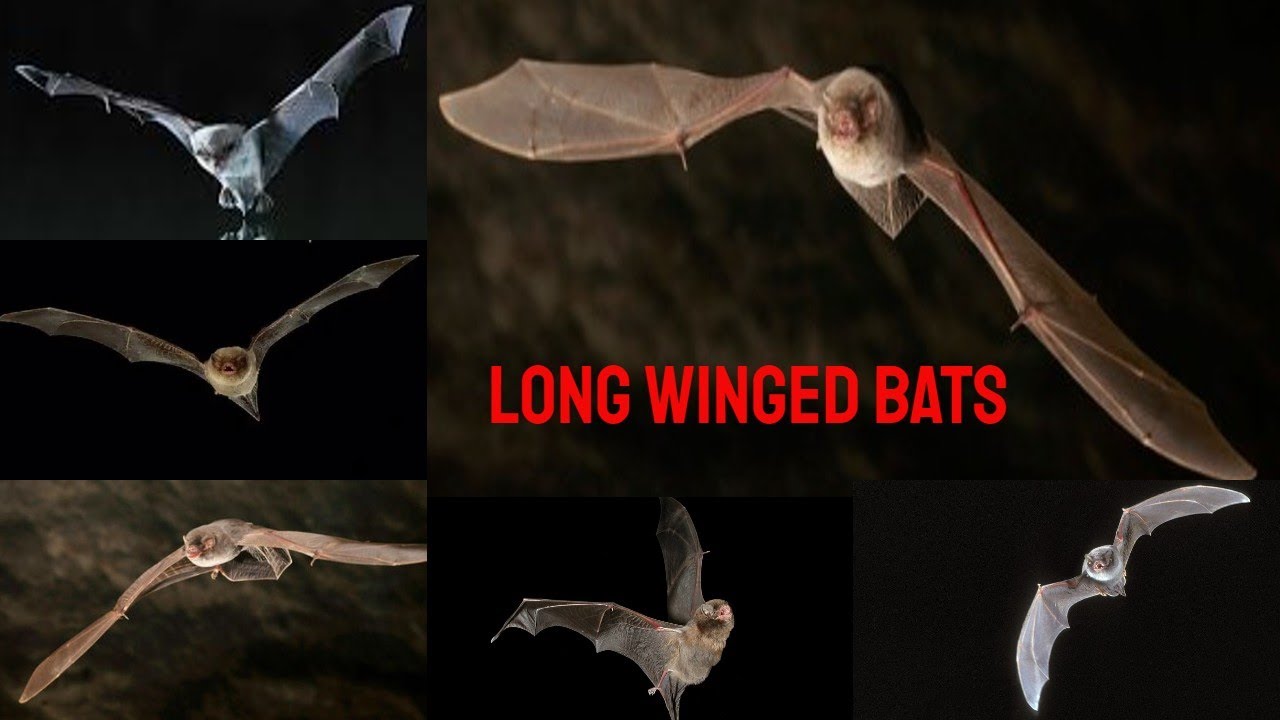 All long winged Bats Or Bent winged Bats/completelist of long winged ...