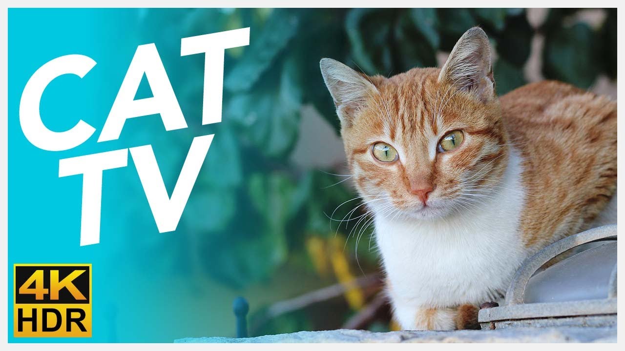 CAT TV - Video for Cats To Watch - Cute and Exotic Birds & Nature ...