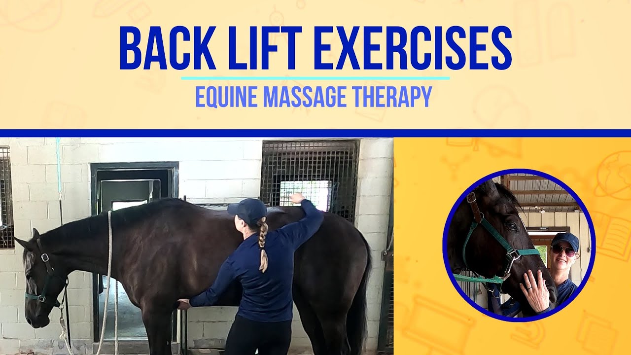Back Lift Exercises - Equine Massage - YouTube