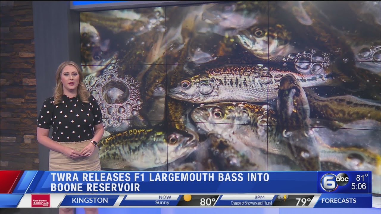 TWRA releases F1 largemouth bass into Boone Reservoir - YouTube