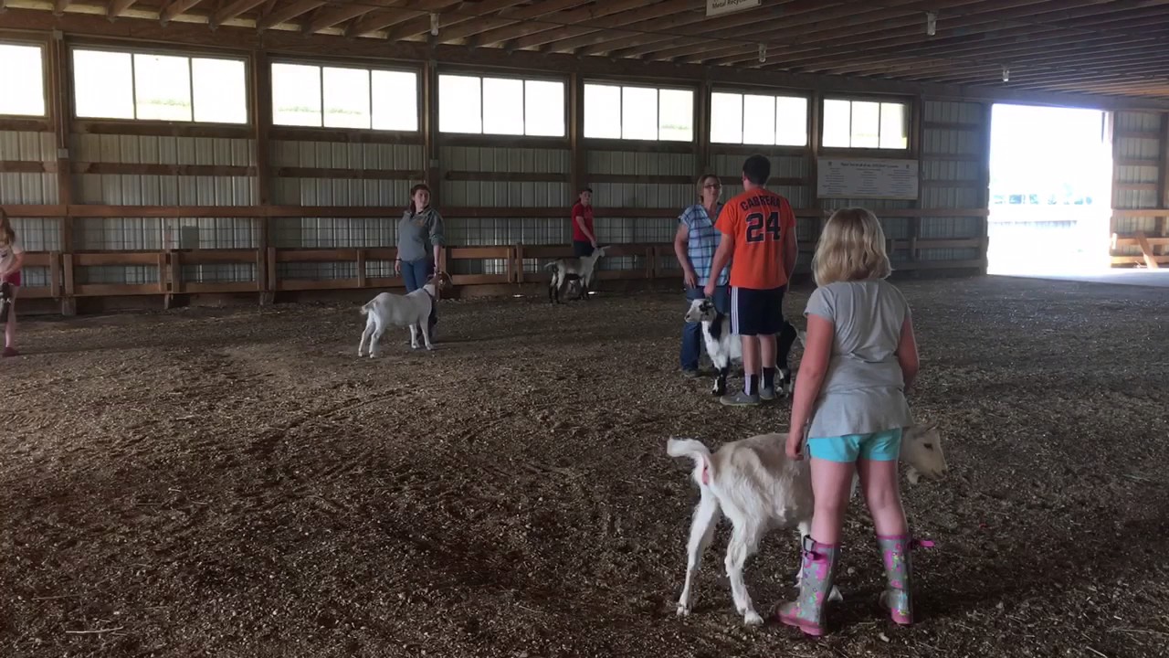 Goat showmanship practice - YouTube