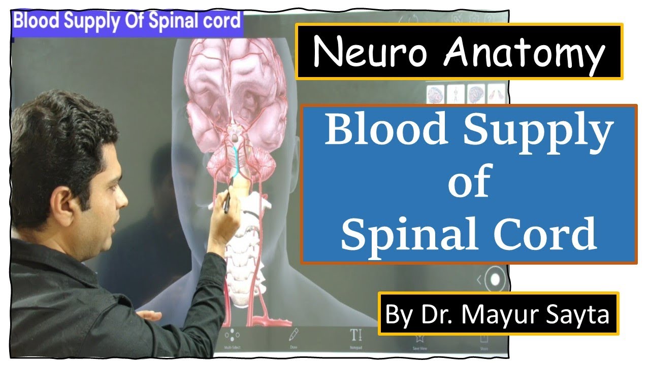 Blood supply of spinal cord | Drawing of Blood supply of Spinal cord ...