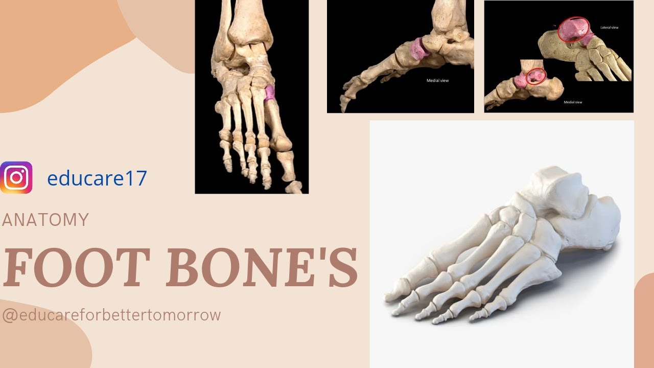 Foot Bones | Osteology | Anatomy - YouTube