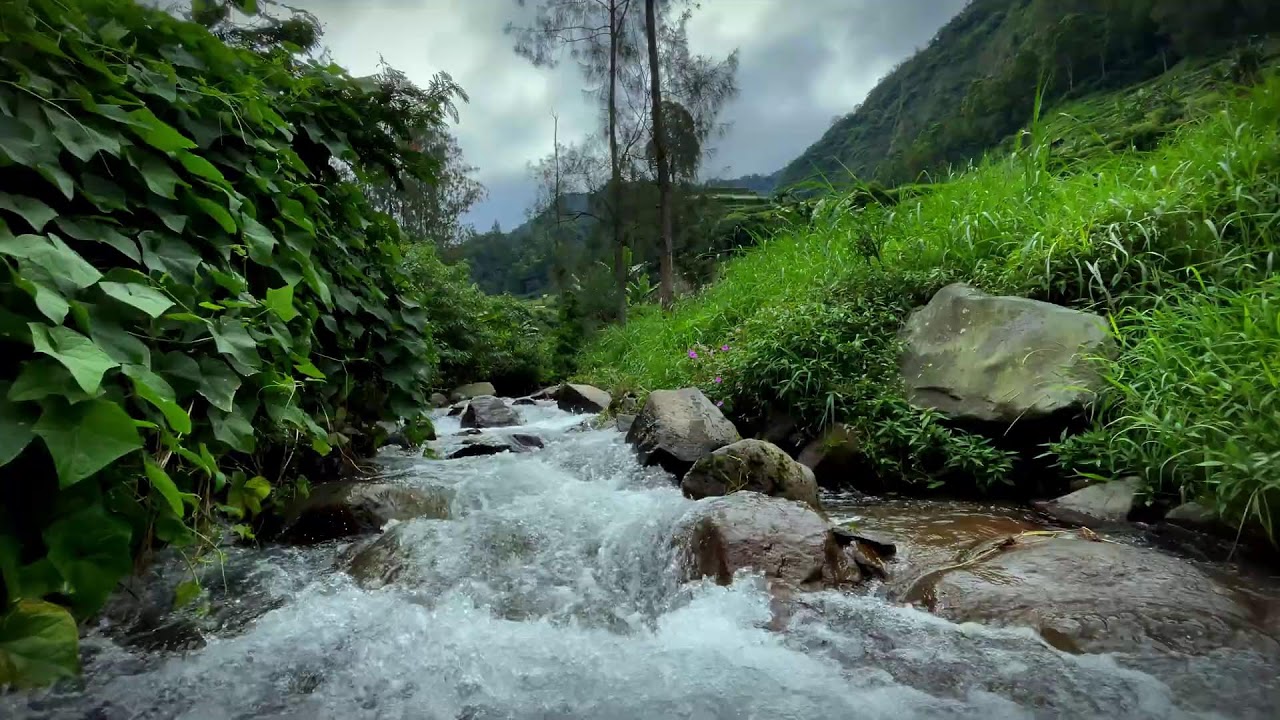 Mountain Stream Beside Mossy Rocks | Gentle River Sounds for Sleep ...