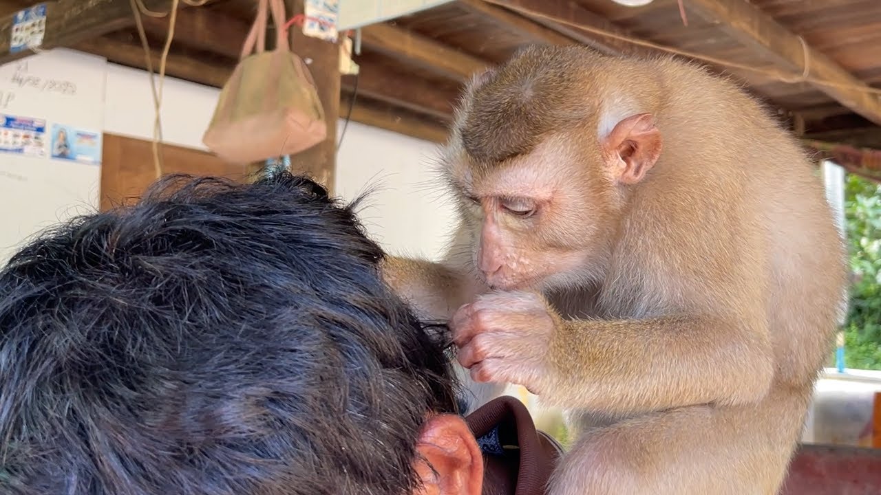 Adorable Zueii Monkey Fucuz Grooming Grandpa Hair - YouTube