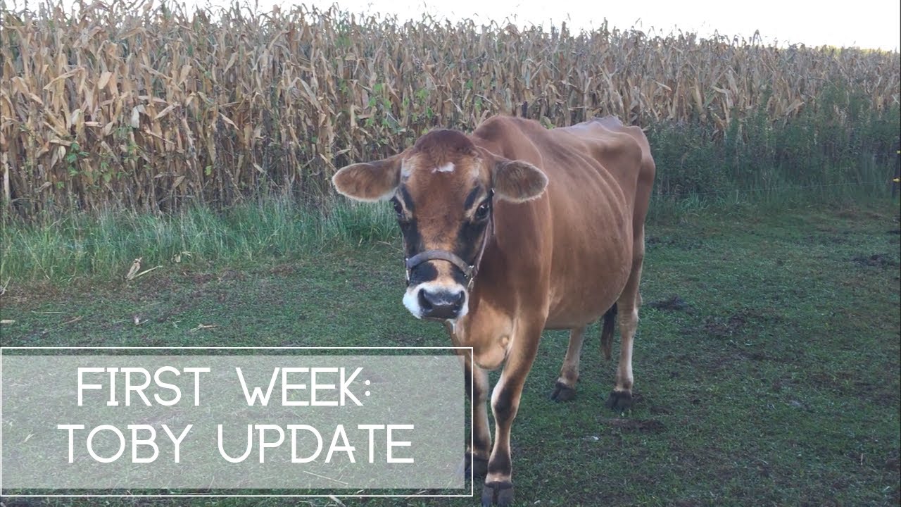 Foster Cow Update Week 1 | Milking | Teat Injury - YouTube