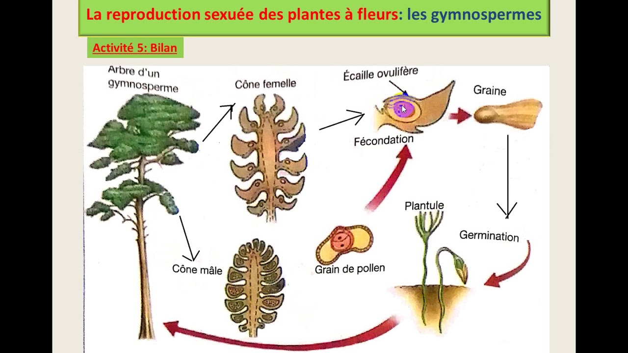 Diagramme Du Cycle De Vie Des Gymnospermes Cénocyte : Définition Et