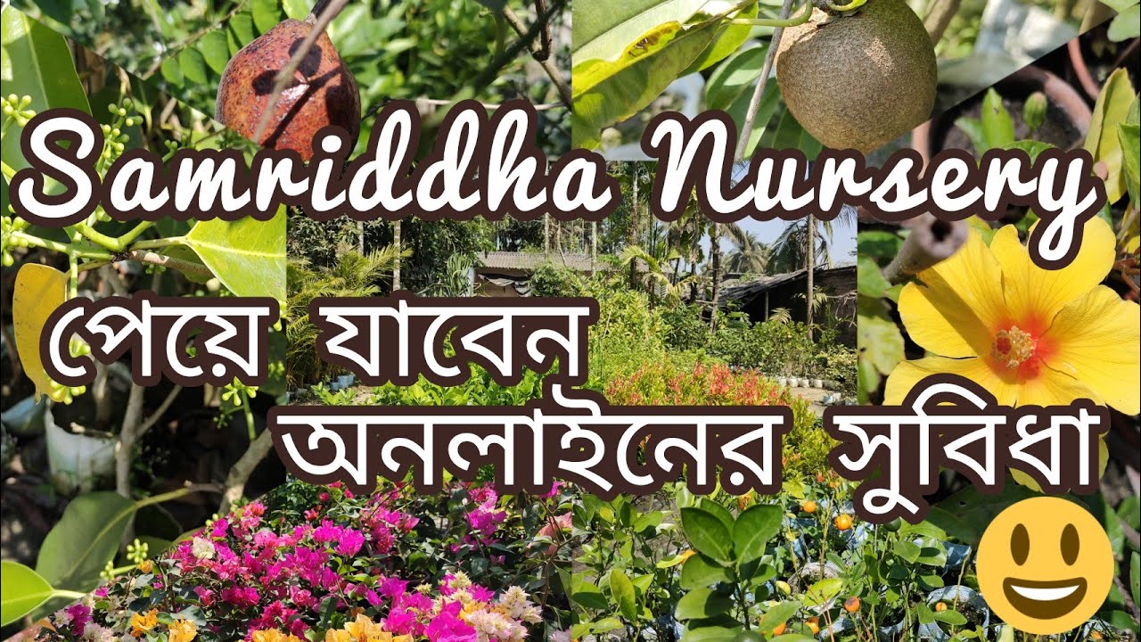 Samriddha Nursery In Muchisa ফল ও ফুলের রেডি গাছ পেয়ে যান এই ...