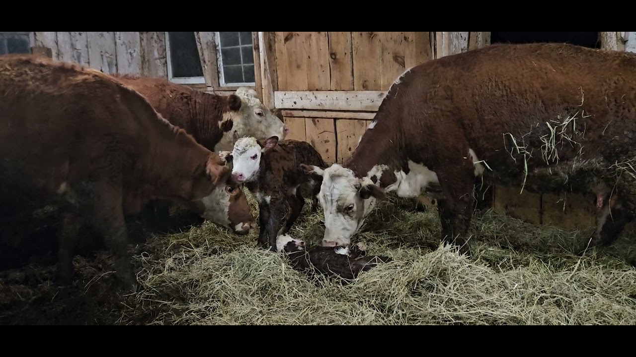 mew baby cows - YouTube
