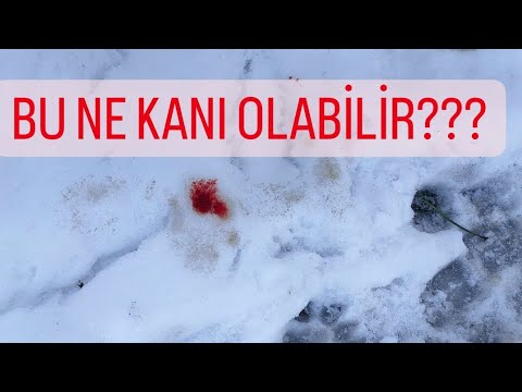 ORMANDA OLAYLAR OLMUŞ  | ÇOBAN KÖPEĞİMLE ORMANDA GEZDİK