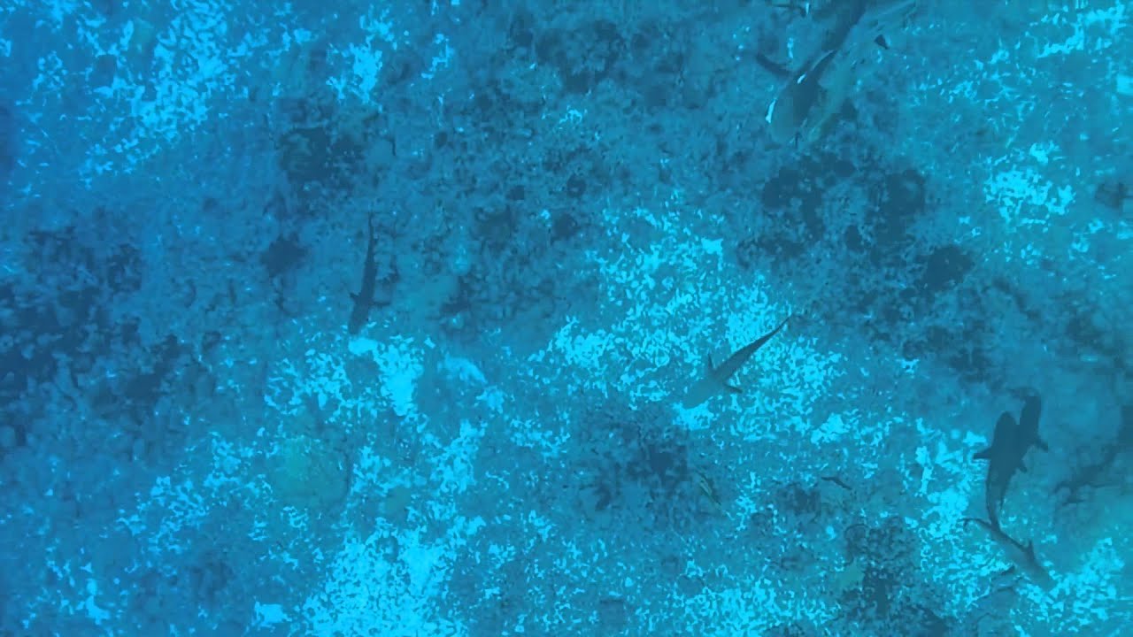 GoPro Spearfishing Guam Shark Attack, Shark Bite Hole, SR Reef - YouTube