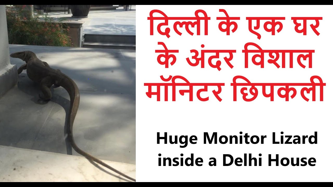 HUGE MONITOR LIZARD INSIDE A DELHI HOME || दिल्ली के एक घर के अंदर ...
