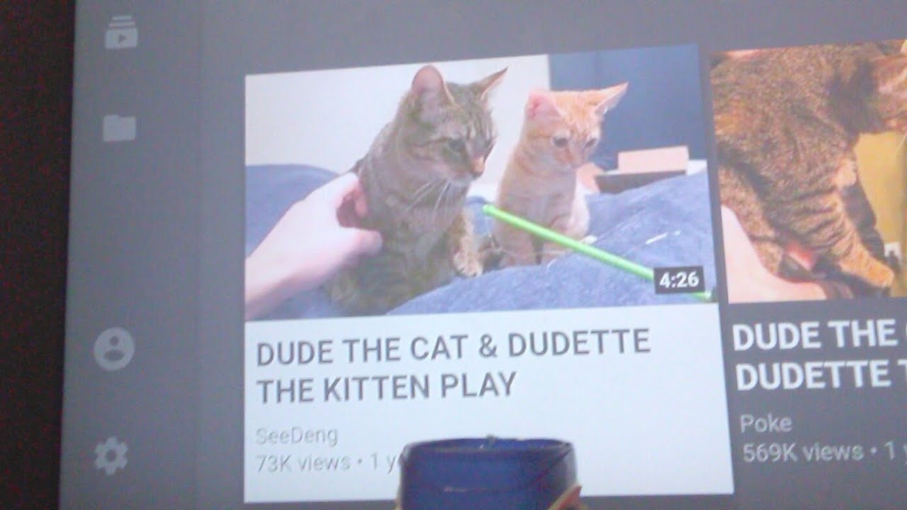 Dude The Cat And Dudette - YouTube