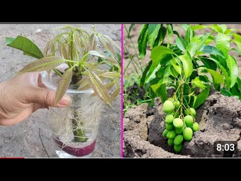 How to Air Layering Mango tree - Easy method to grow mango tree from ...