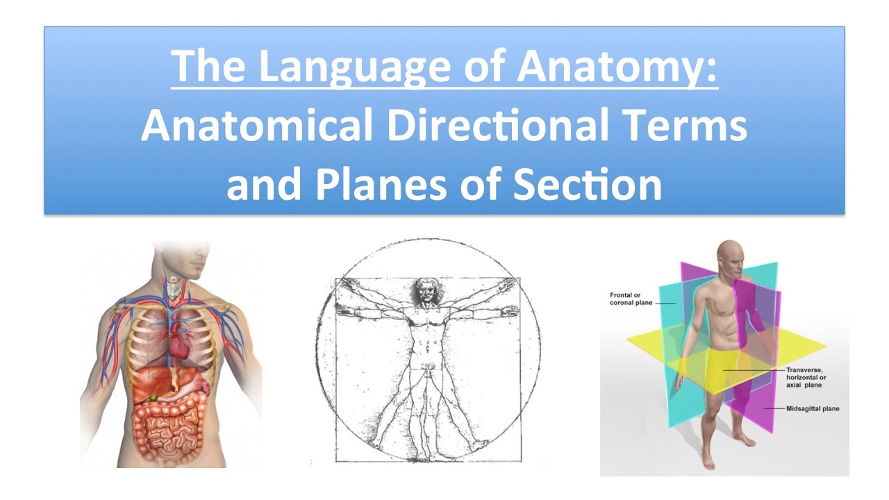 Language Of Anatomy Directional Terms Planes Unit 1 Video 2 Language Of Anatomy Directional Terms Planes Unit 1 Video 2