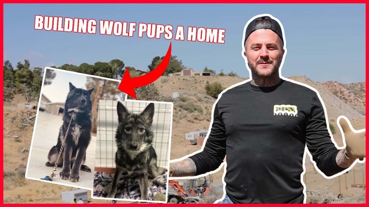 Building a home for homeless wolf-dogs - YouTube