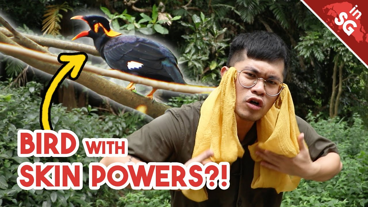 Myna Studios: Mutant MYNA BIRD with SKIN POWERS?! | Common Hill Myna ...