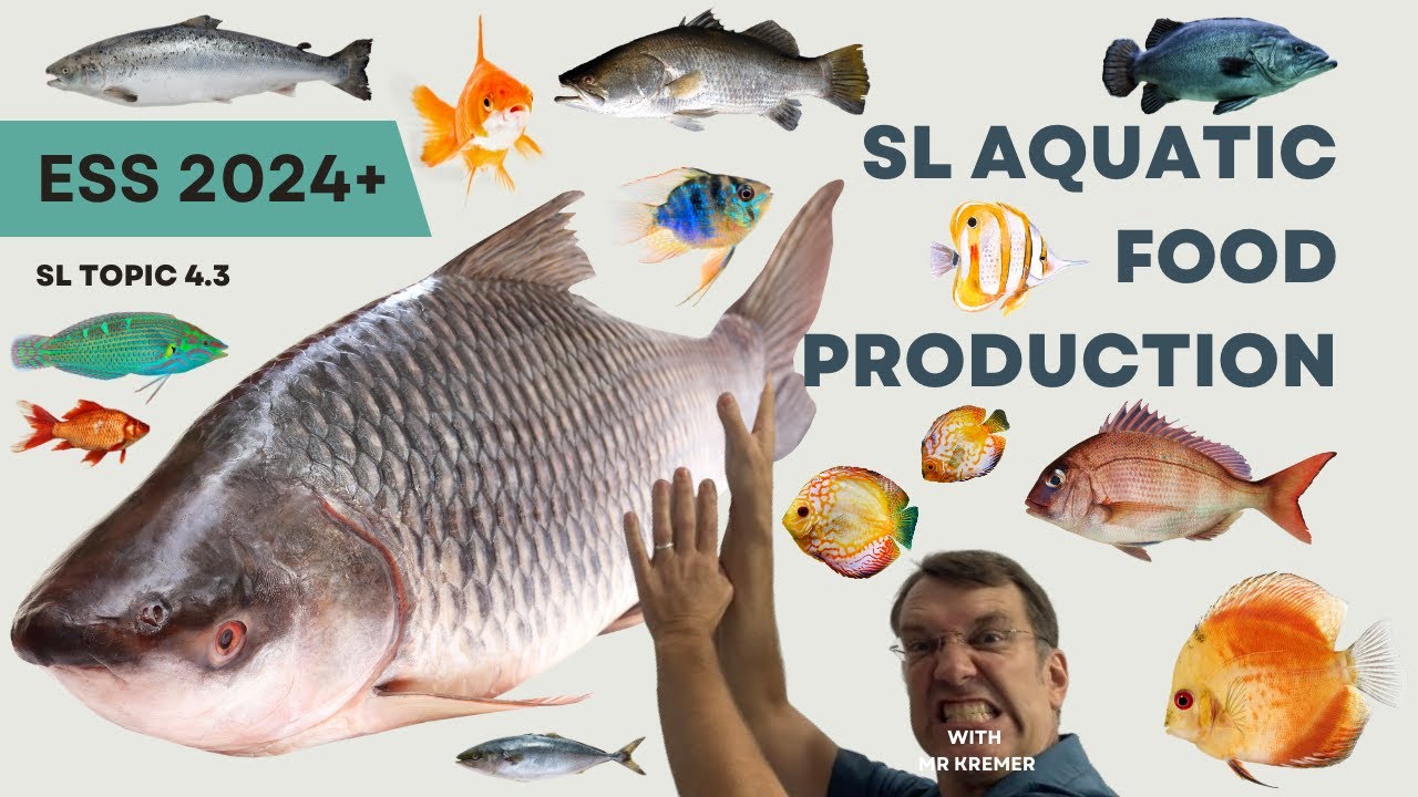 IB ESS topic 4.3 Exam Prep - aquatic food production: The Shocking ...