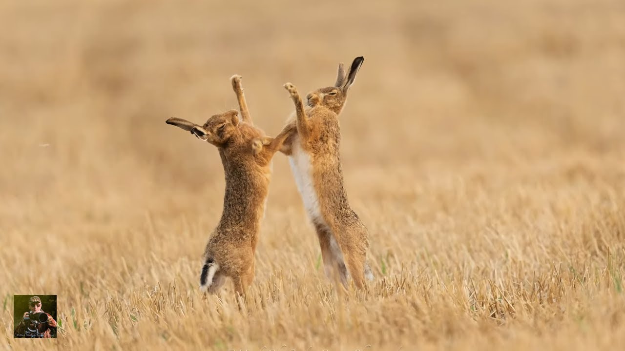 Capturing The Beauty Of Brown Hares With The A6700 Camera - YouTube