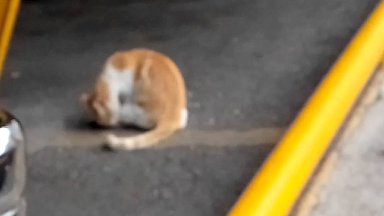 El Gato work/Danielol Espinoza - YouTube