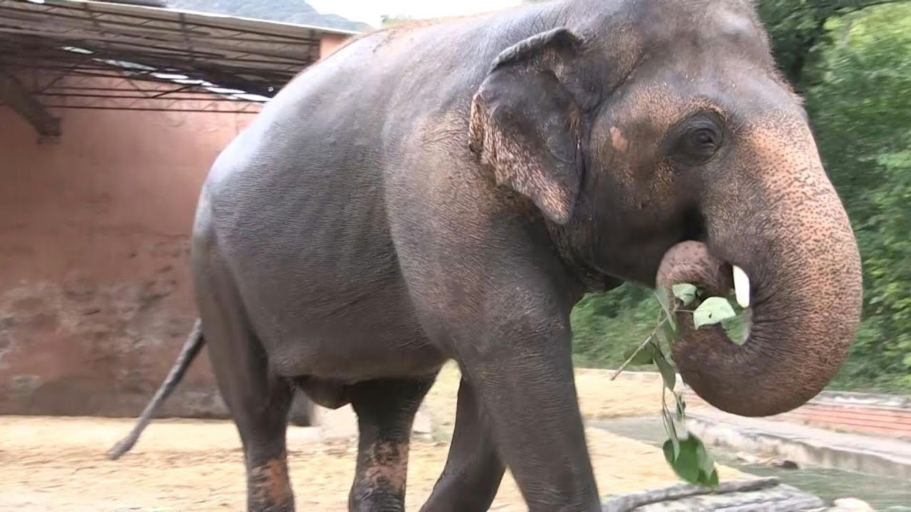Music, farewells for Pakistan's celebrity elephant before relocation ...