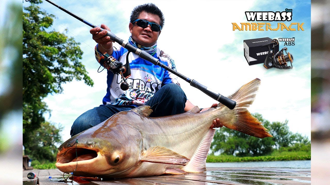 Meeting ทีมงาน WEEBASS MALAYSIA กับคันเบ็ด AMBERJACK ณ บึงเสนา - YouTube