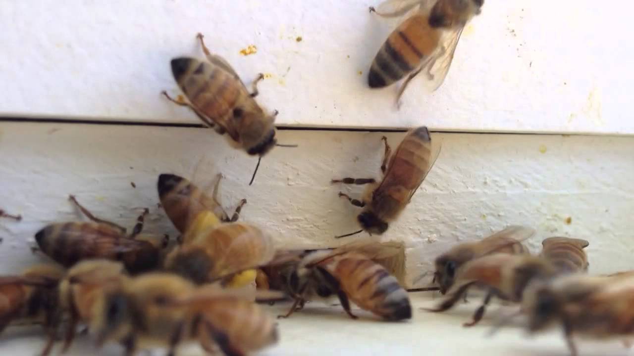 Bee Hive Visit Two 5/11/2014 One - YouTube