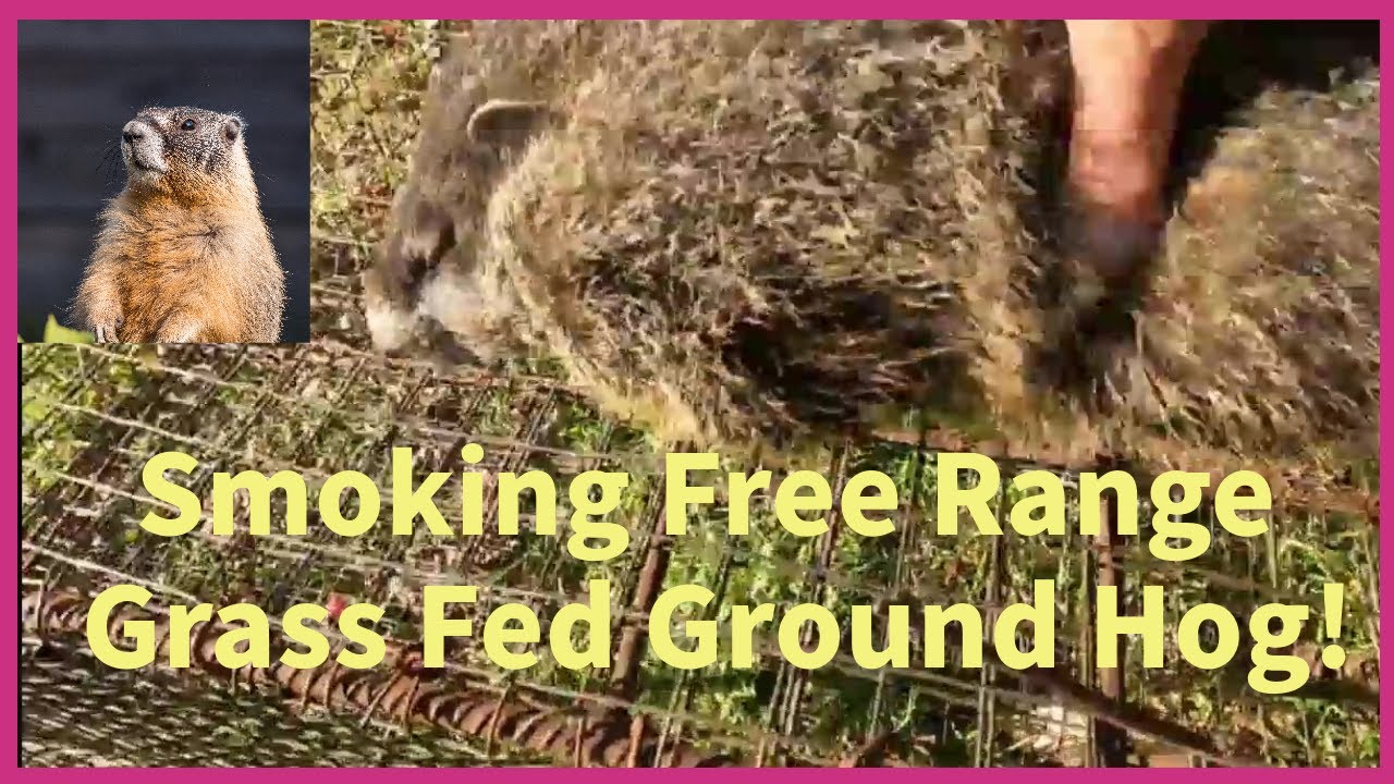 Delicious Smoked Ground Hog, No Shadow Here! - YouTube