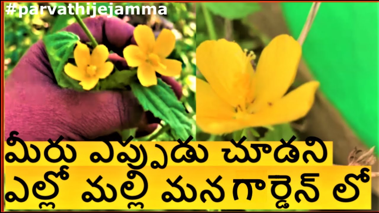 Yellow Nitya malli మీరు ఎప్పుడు చూడని ఎల్లో మల్లి మన గార్డెన్ లో - YouTube