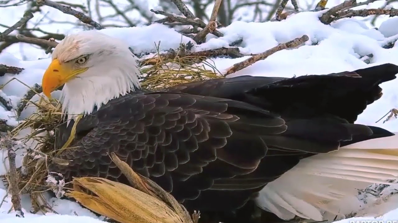Decorah North~Nest preparing! She brings straw & testing the nest~2024 ...