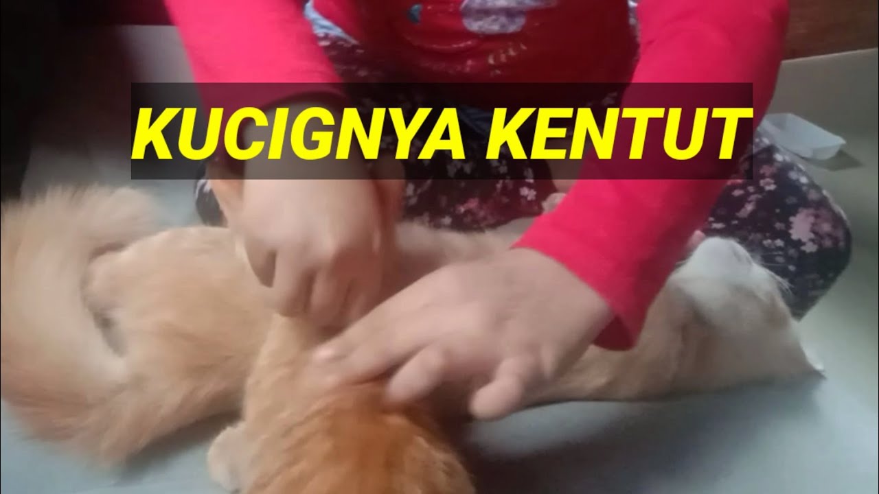 Cewek cantik bermain dengan kucingku sayang || kucing kentut - YouTube