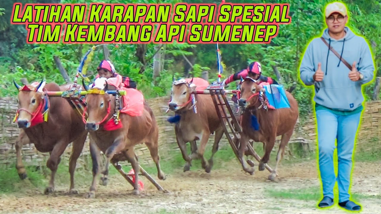 Latihan Karapan Sapi Spesial Tim Kembang Api & Bintang Samurai Sapurata ...