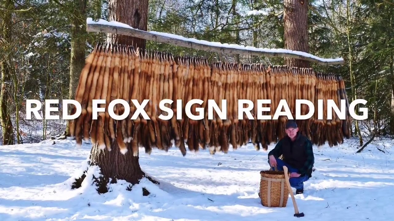 Red Fox Tracking and Sign Reading - YouTube