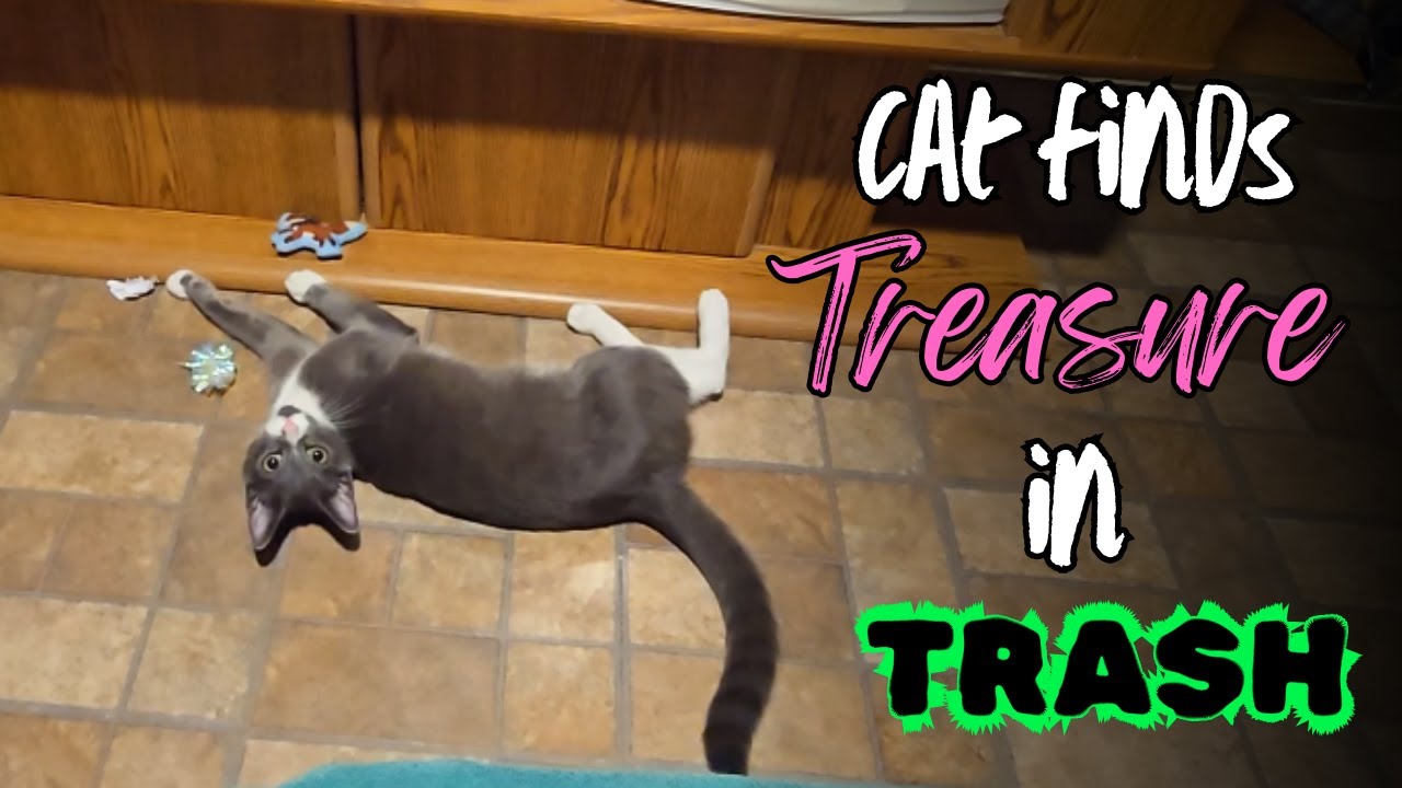 Cat Digs In Trash for Treasure - YouTube