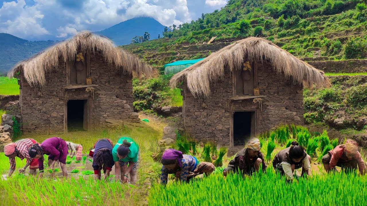 Traditional Way to Paddy farming in Rural village| Nepali Village Life ...