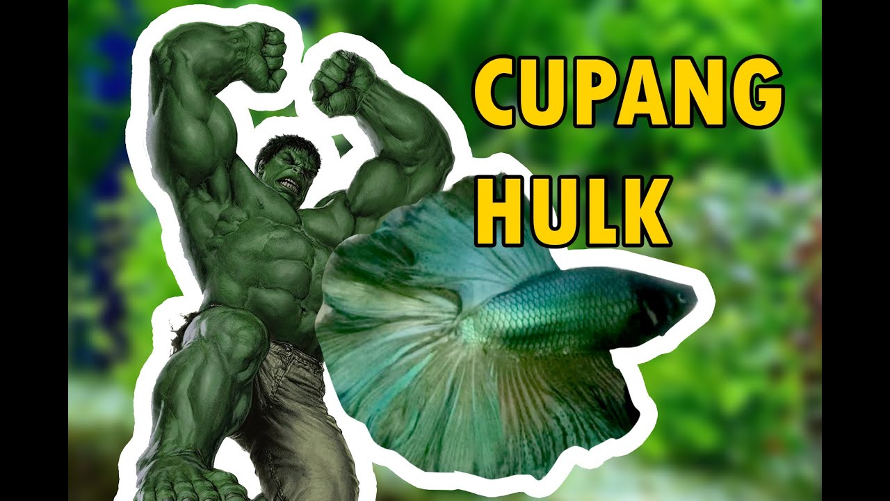 HULK PUNYA CUPANG KESAYANGAN - BETTA HALFMOON HULK - YouTube