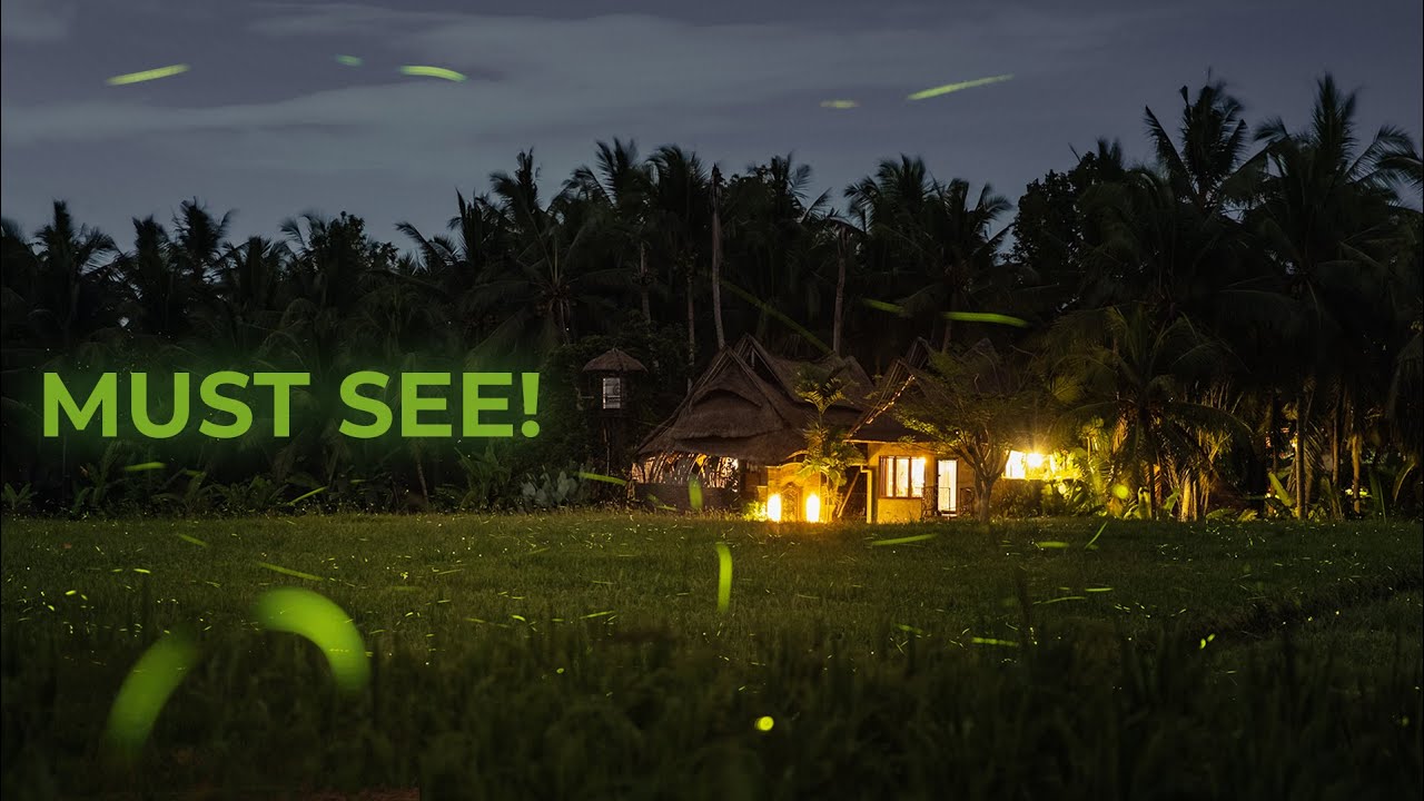 Photographing FIREFLIES in Ubud, Bali (Fujifilm X100V) - YouTube