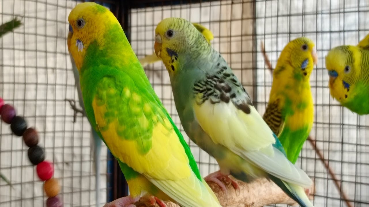 8 hr Beautiful Parakeets Happy Singing & Eating, Budgies Birds, Reduce ...