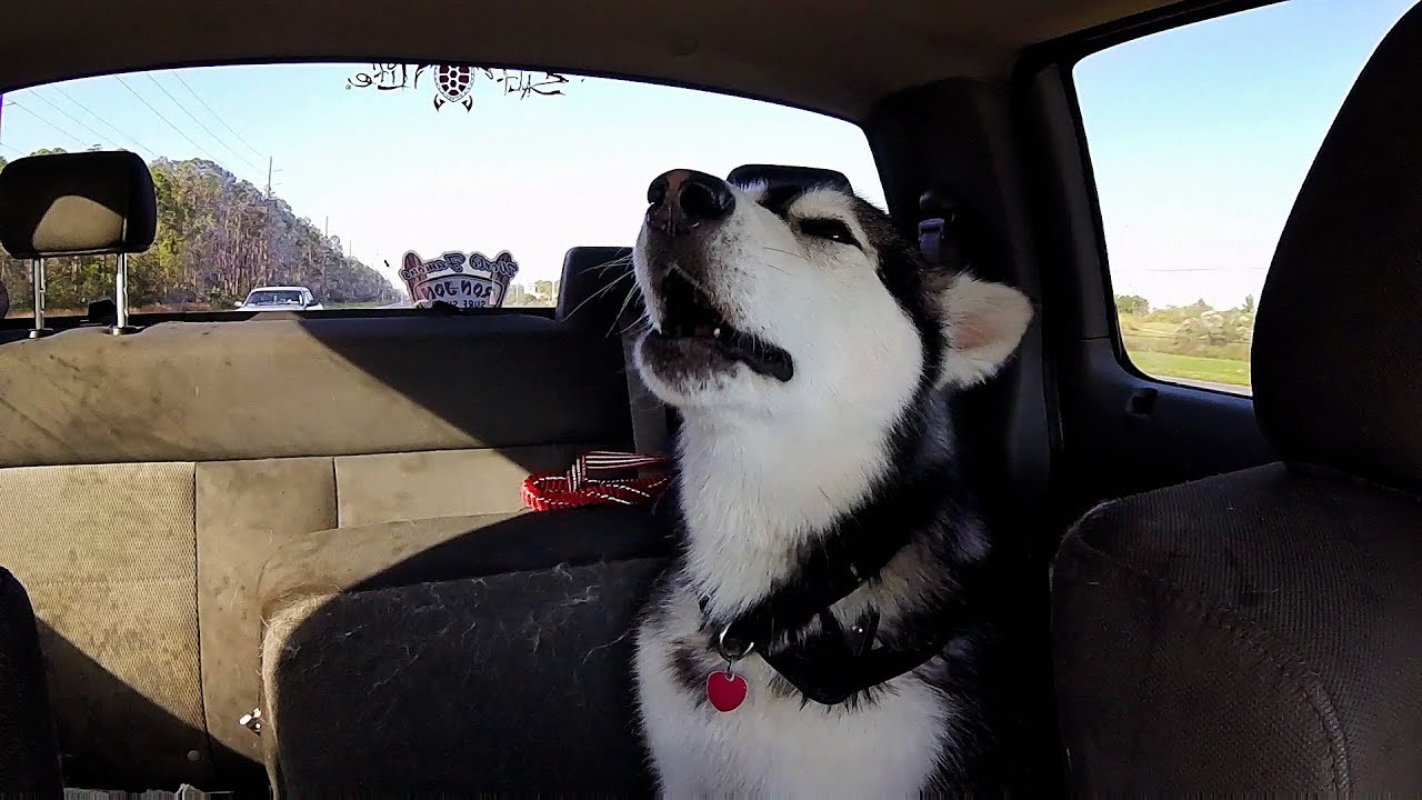 Does Howling Make Dogs Sad