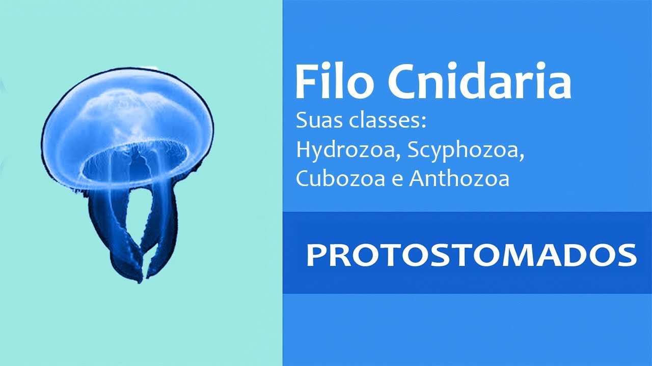 Aula 4 - Filo cnidaria e suas classes Hydrozoa, Scyphozoa, Cubozoa e ...