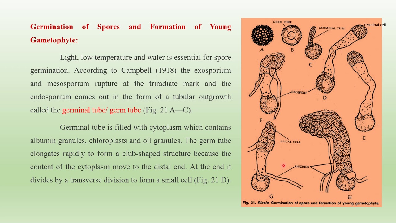 Spore germination and development of gametophyte in Riccia - YouTube