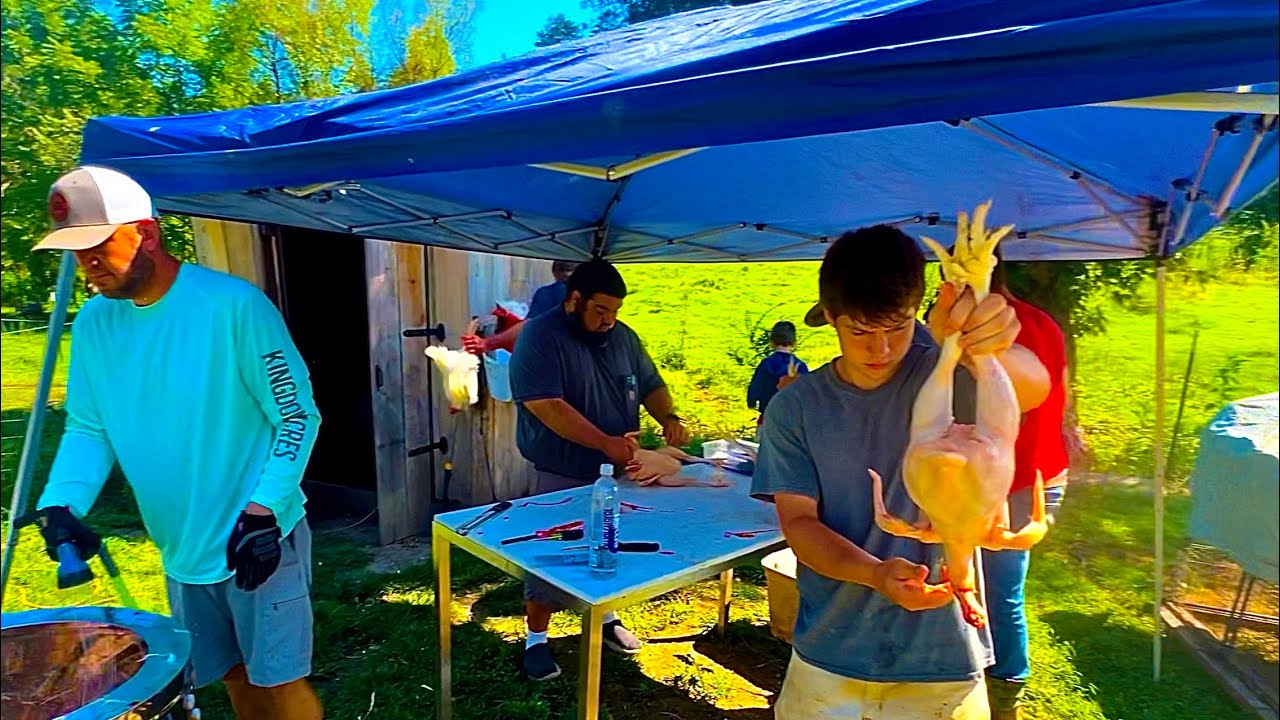 4 Family CHICKEN DAY! ** For educational purposes only! - YouTube