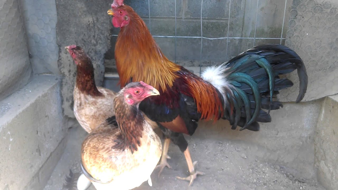 Kelso Asil - YouTube