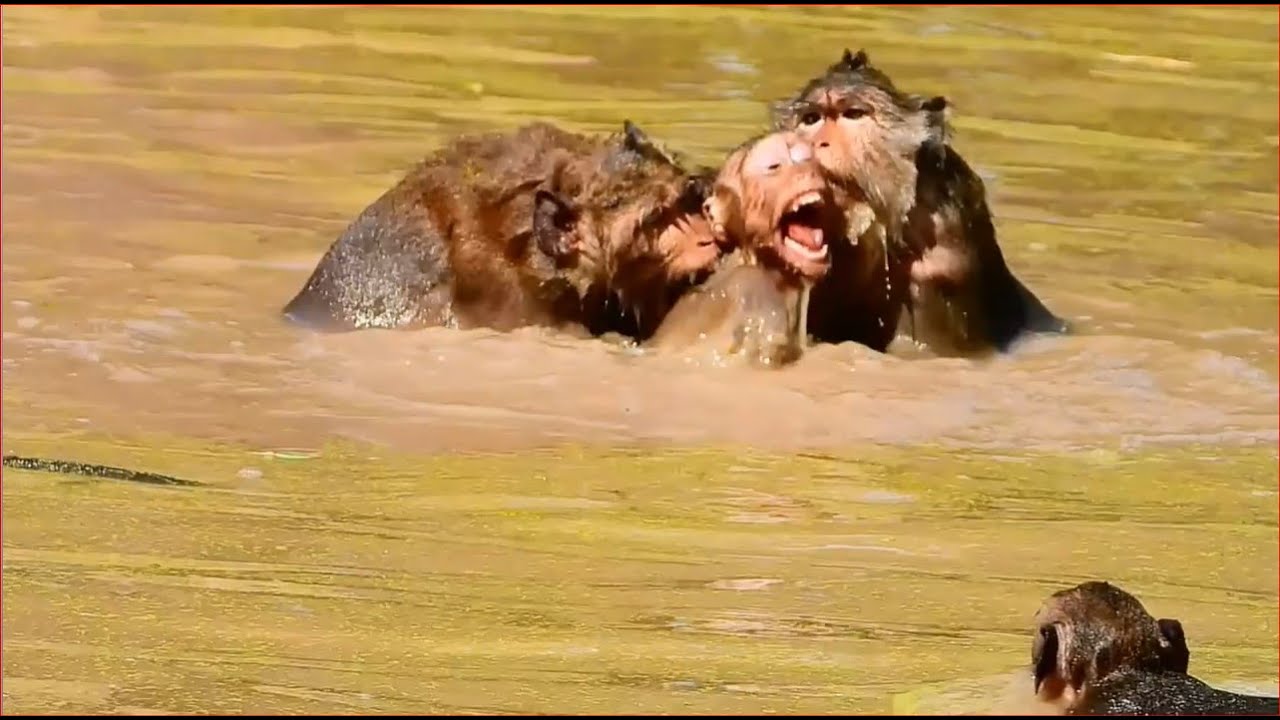 Shocking Heart Two Boss monkey Bite small monkey into water nearly ...